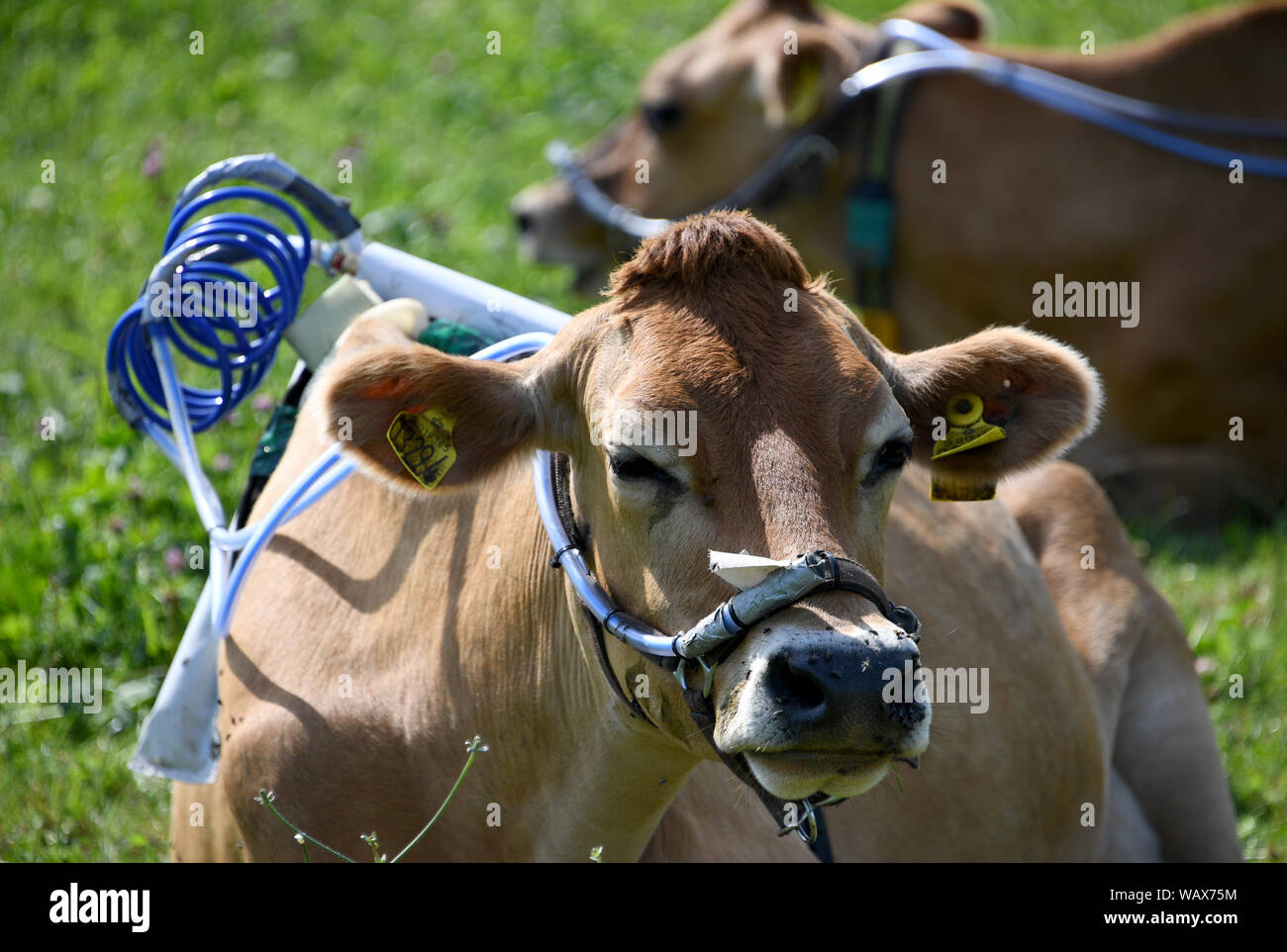 Noer, Germany. 22nd Aug, 2019. With measuring instruments on their ...