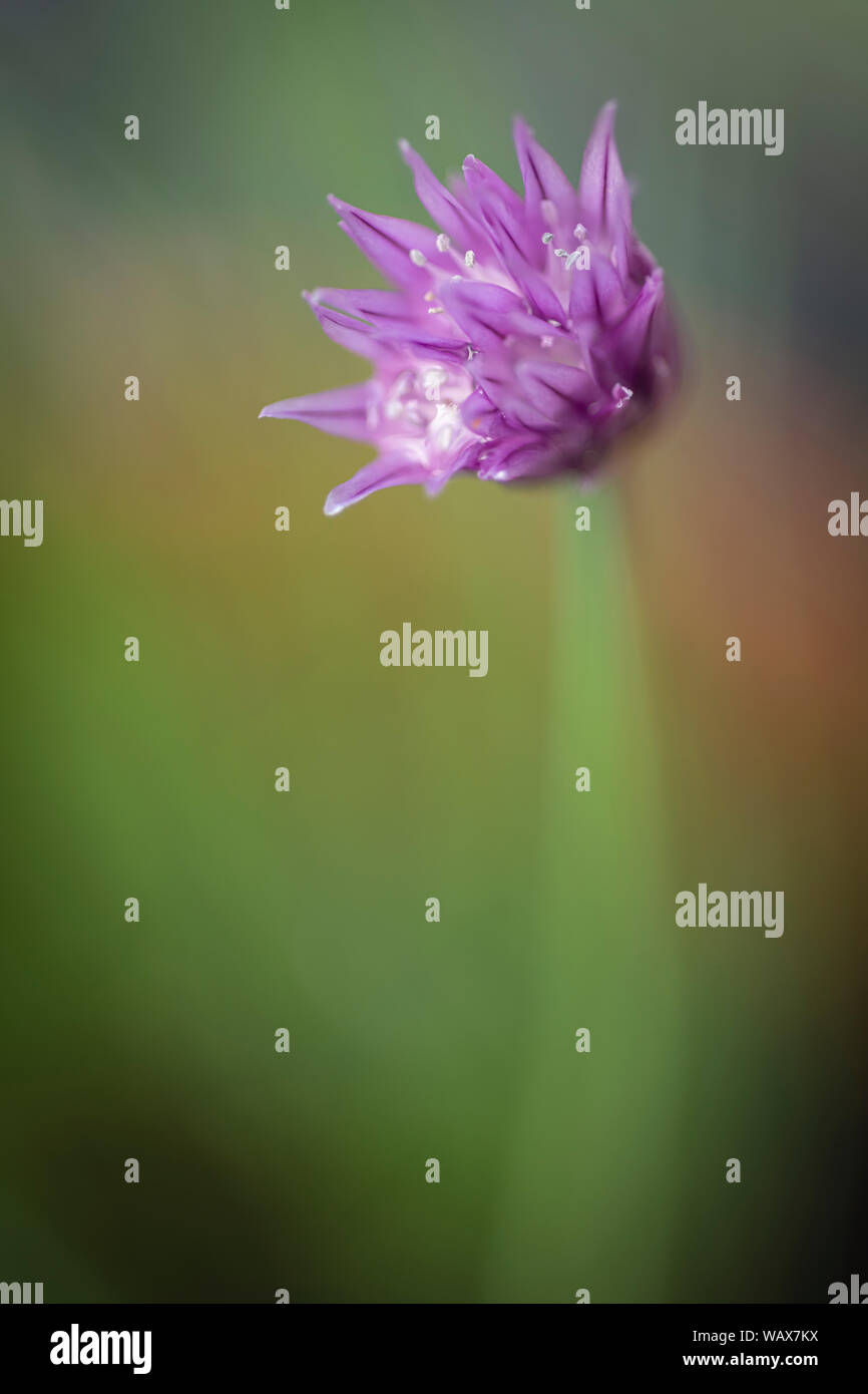 Opening purple chive flower Stock Photo - Alamy