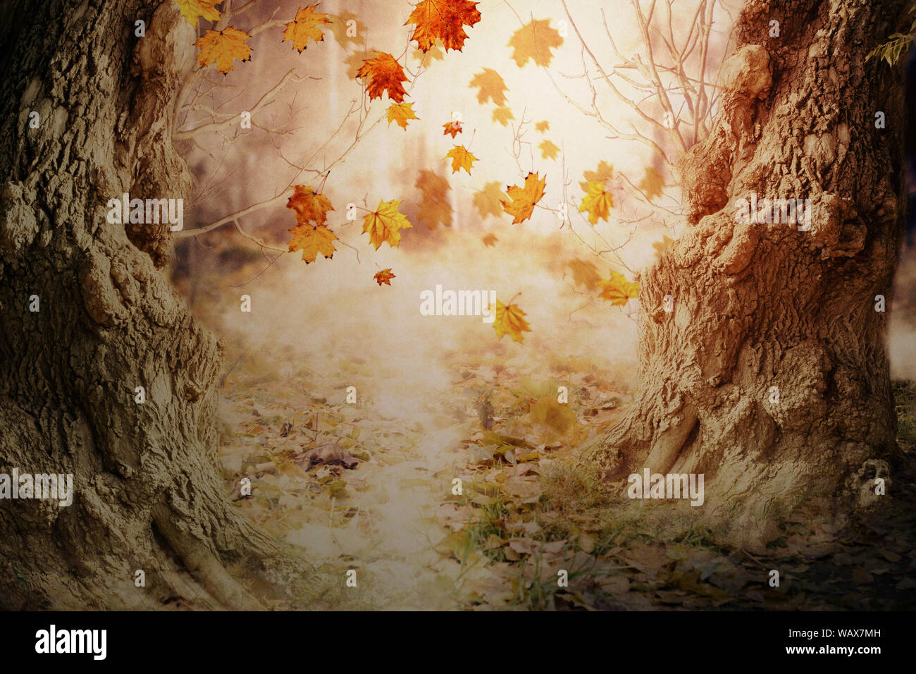 Big old twisted trees and falling maple leaves in a dark forest Stock ...