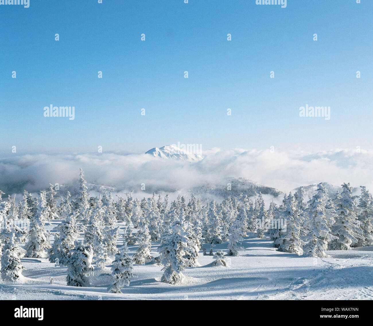 Nature landscape snow scene winter plant trees many woods Stock Photo ...