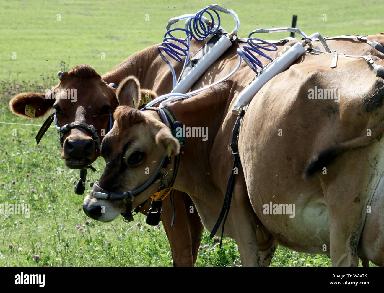 Noer, Germany. 22nd Aug, 2019. With measuring instruments on their ...