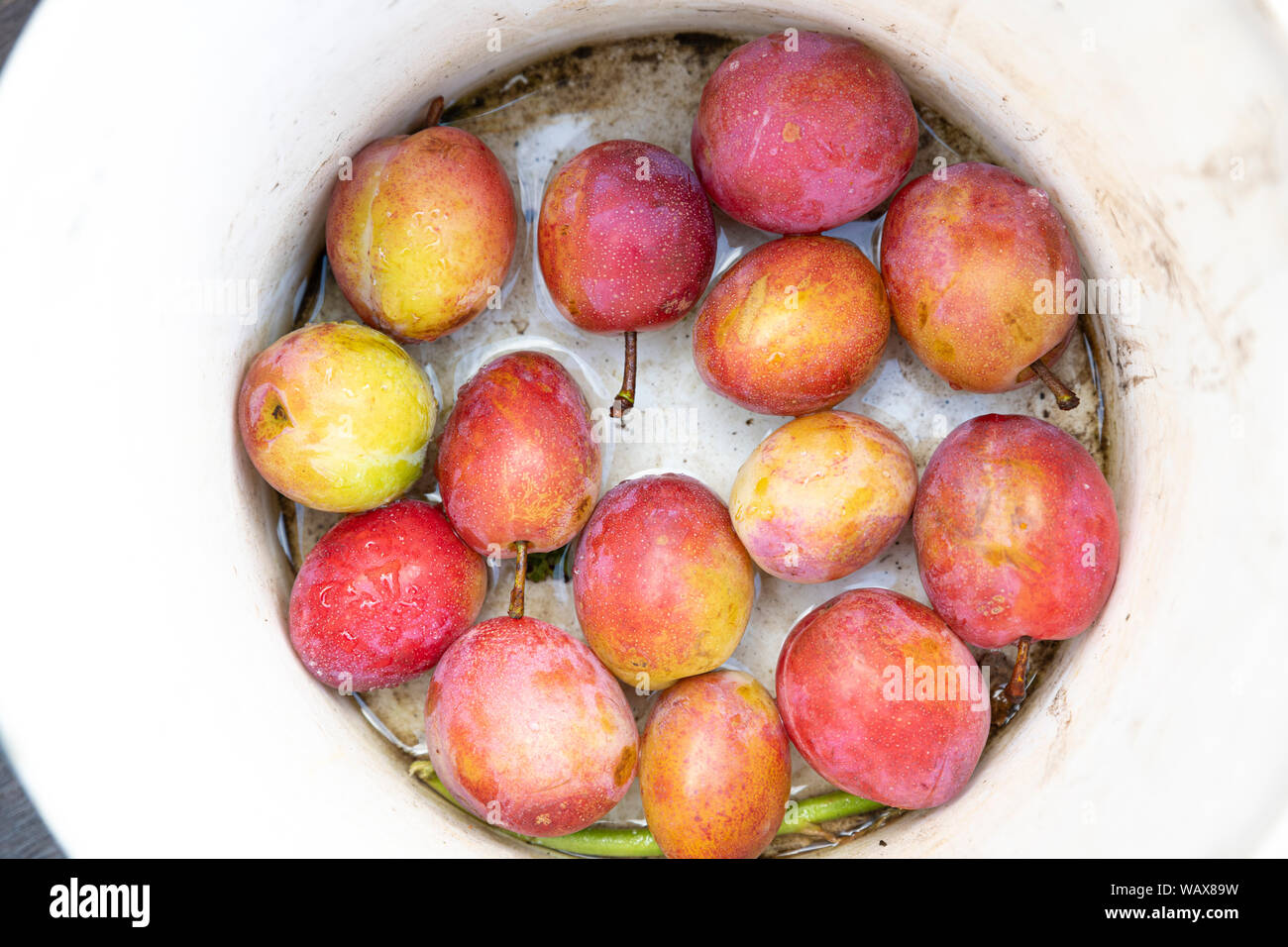 Home grown ripe plums in a white bucket Stock Photo - Alamy