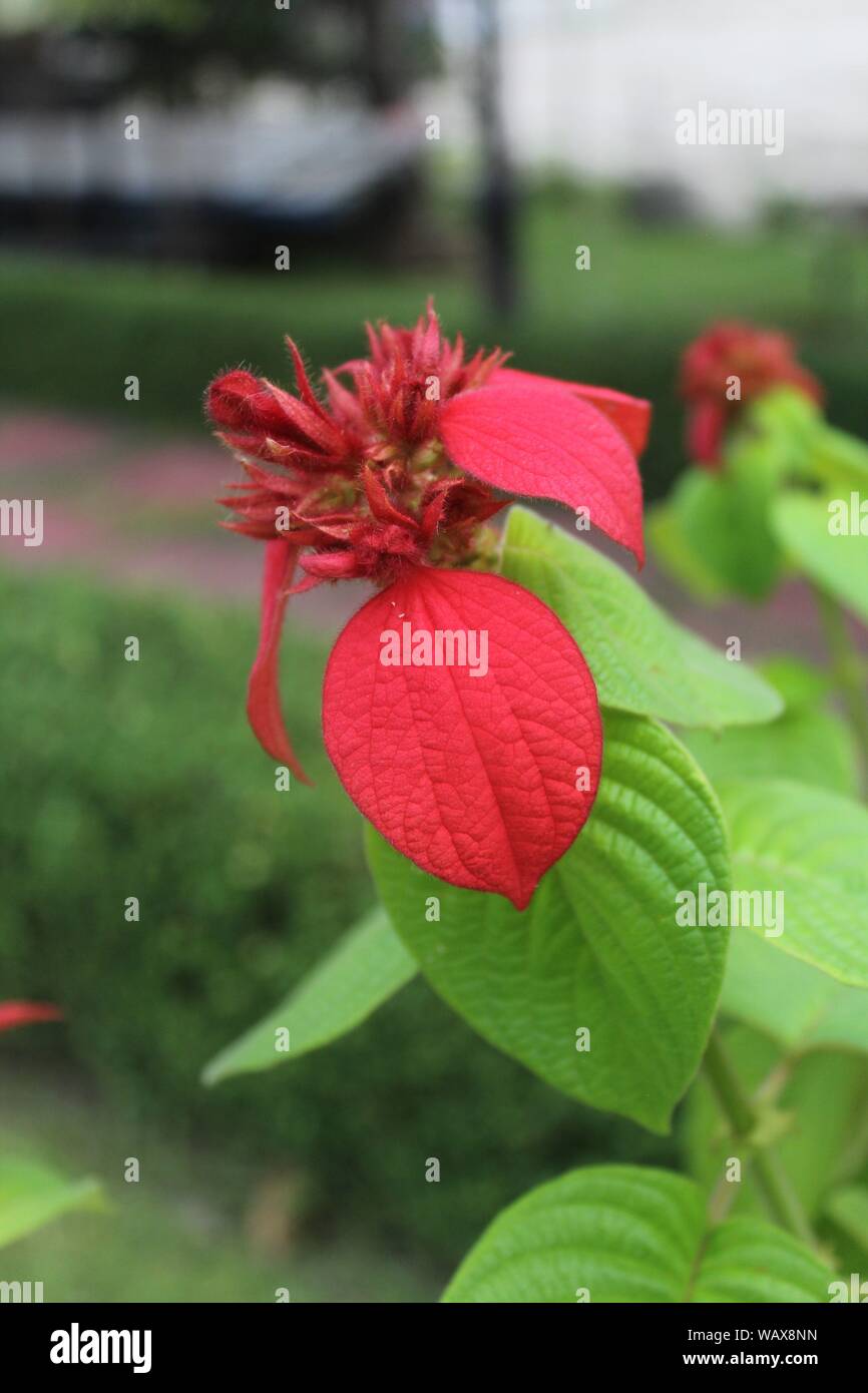 Wonderful flower hi-res stock photography and images - Alamy