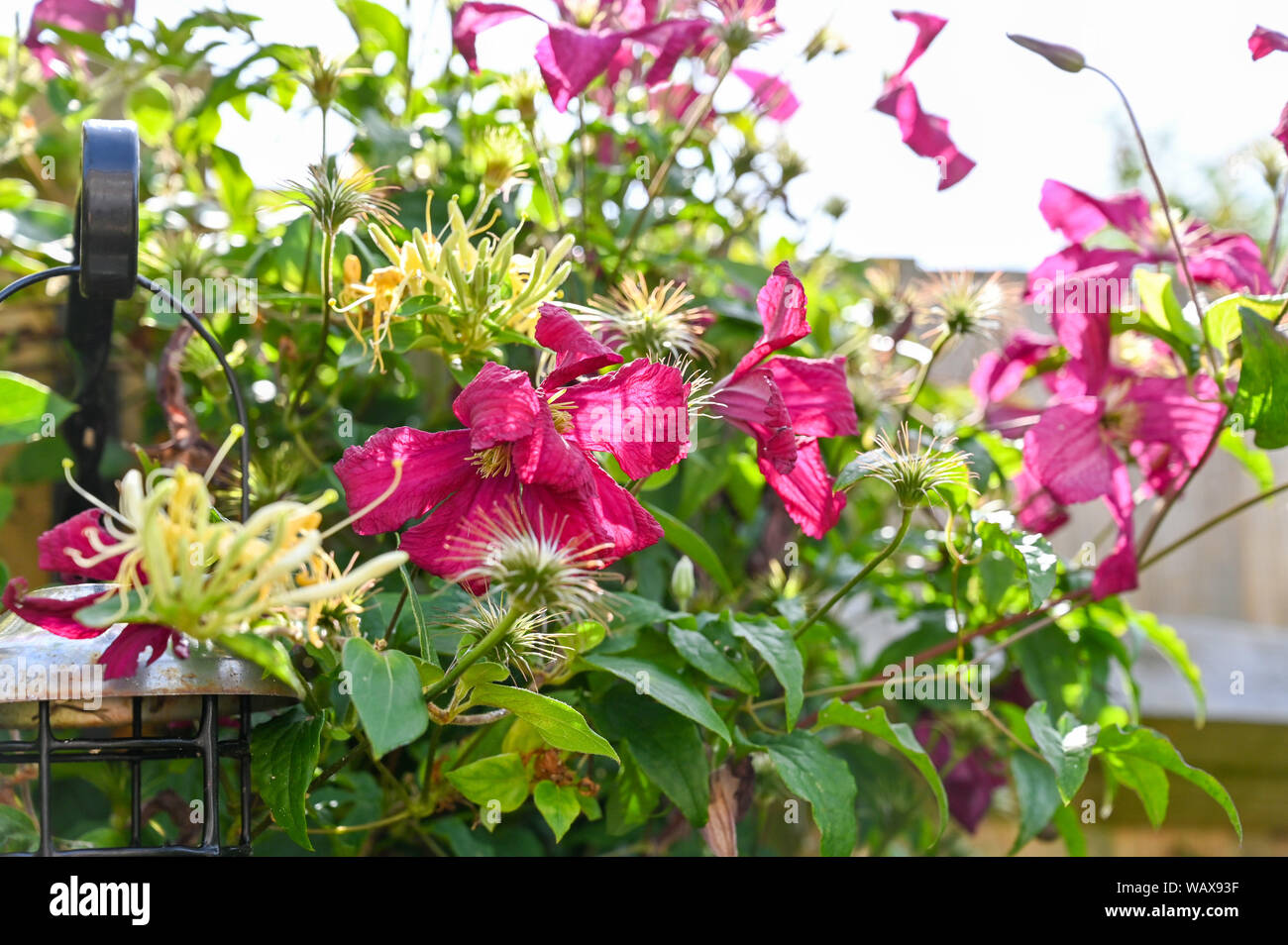 Clematis rouge cardinal vine hi-res stock photography and images - Alamy