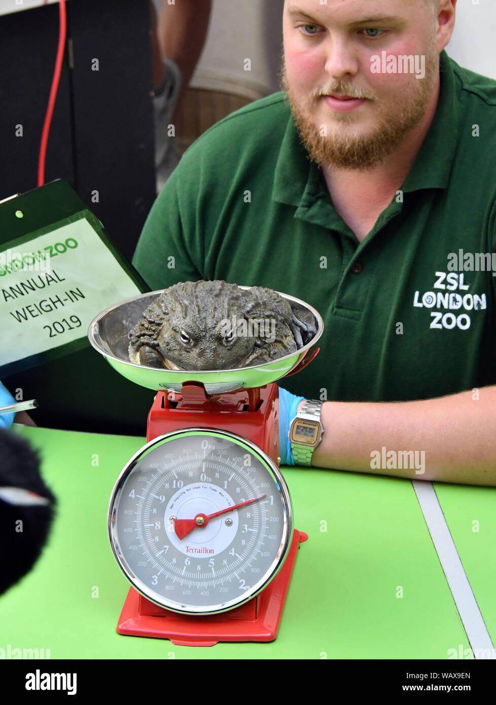 London, UK. 22nd August, 2019. African bullfrog at annual weigh-in to ...