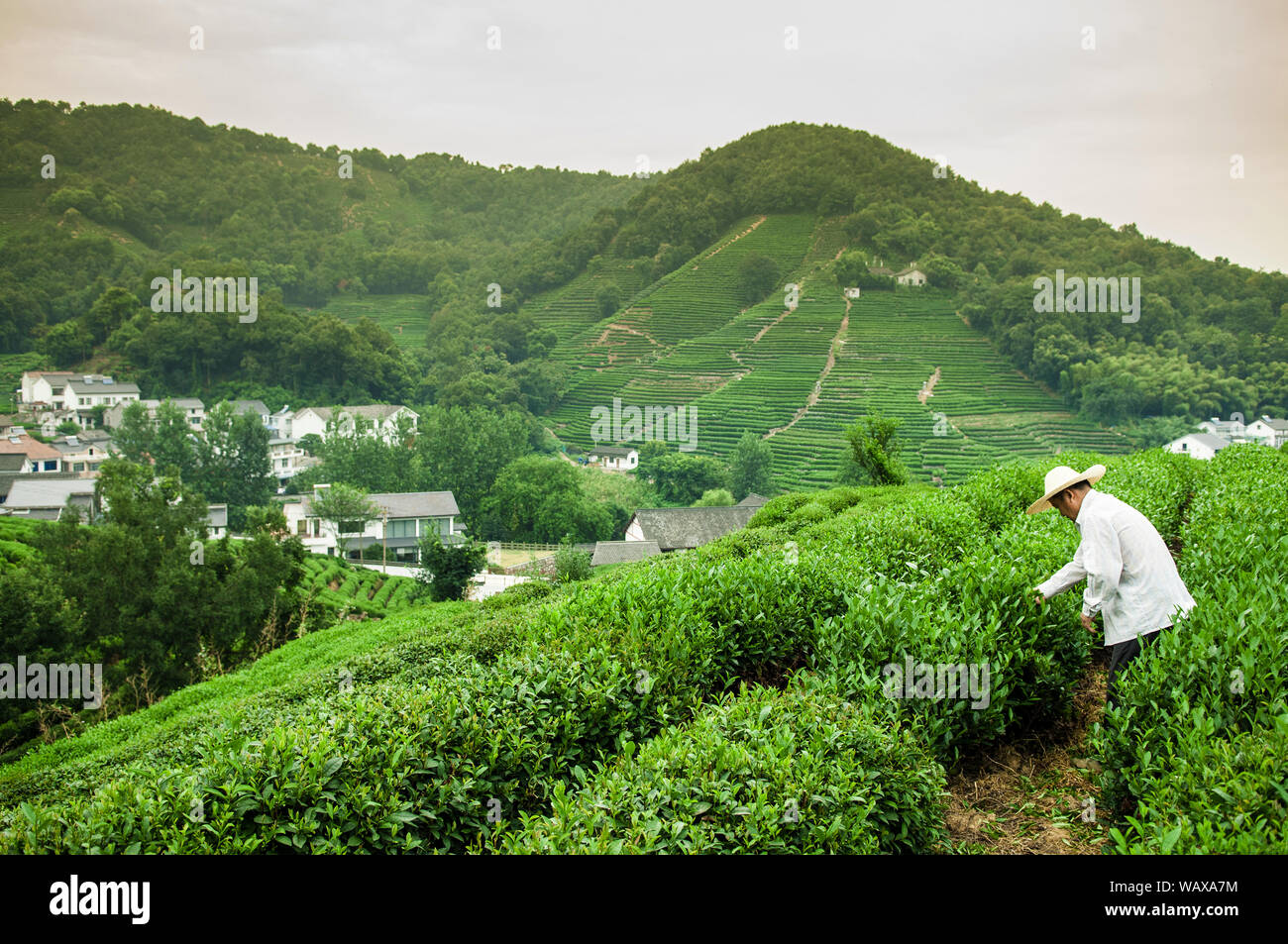 AUG 17, 2011 Hangzhou, China : Farmer is pinking tea leaves in Meijiawu ...