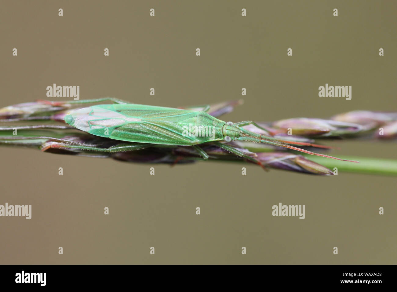 Mirid Bug Stenodema laevigata Stock Photo - Alamy