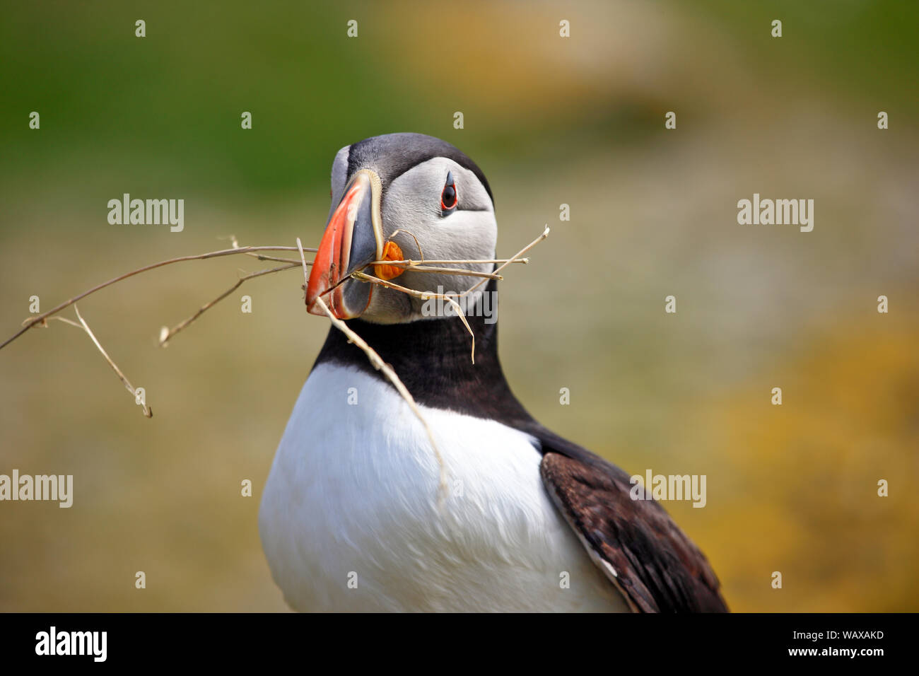 Puffin gathering nesting material Stock Photo - Alamy