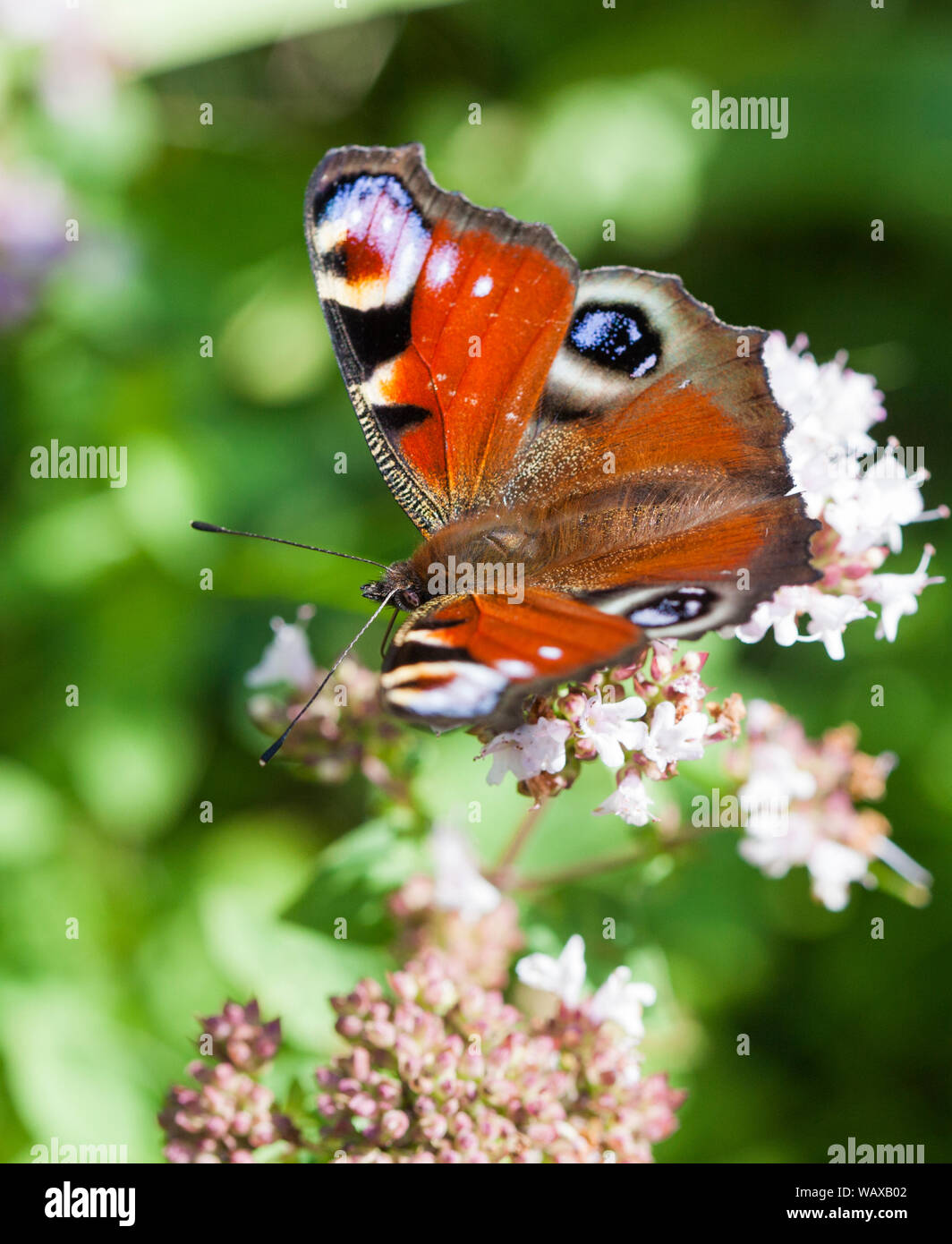 Inachis hi-res stock photography and images - Alamy