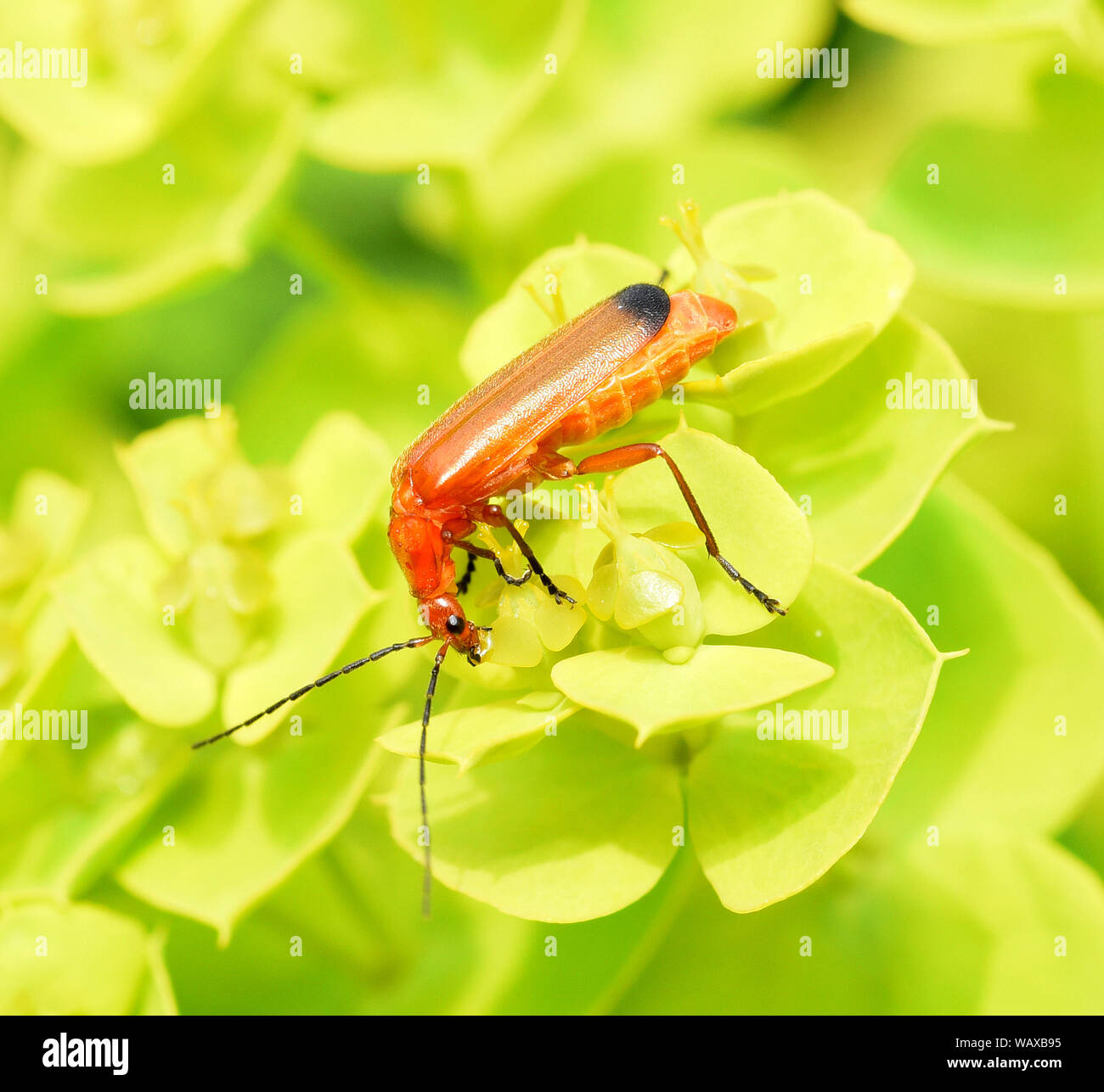 Roter Weichkaefer, Rhagonycha fulva, ist ein roter kaefer der im Sommer ...