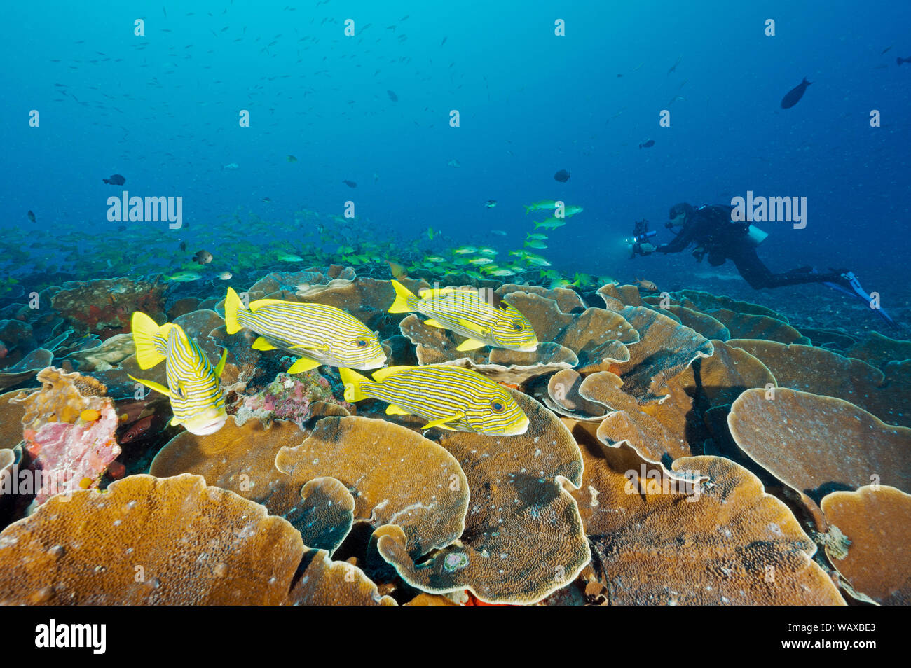 Foliose coral hi-res stock photography and images - Alamy