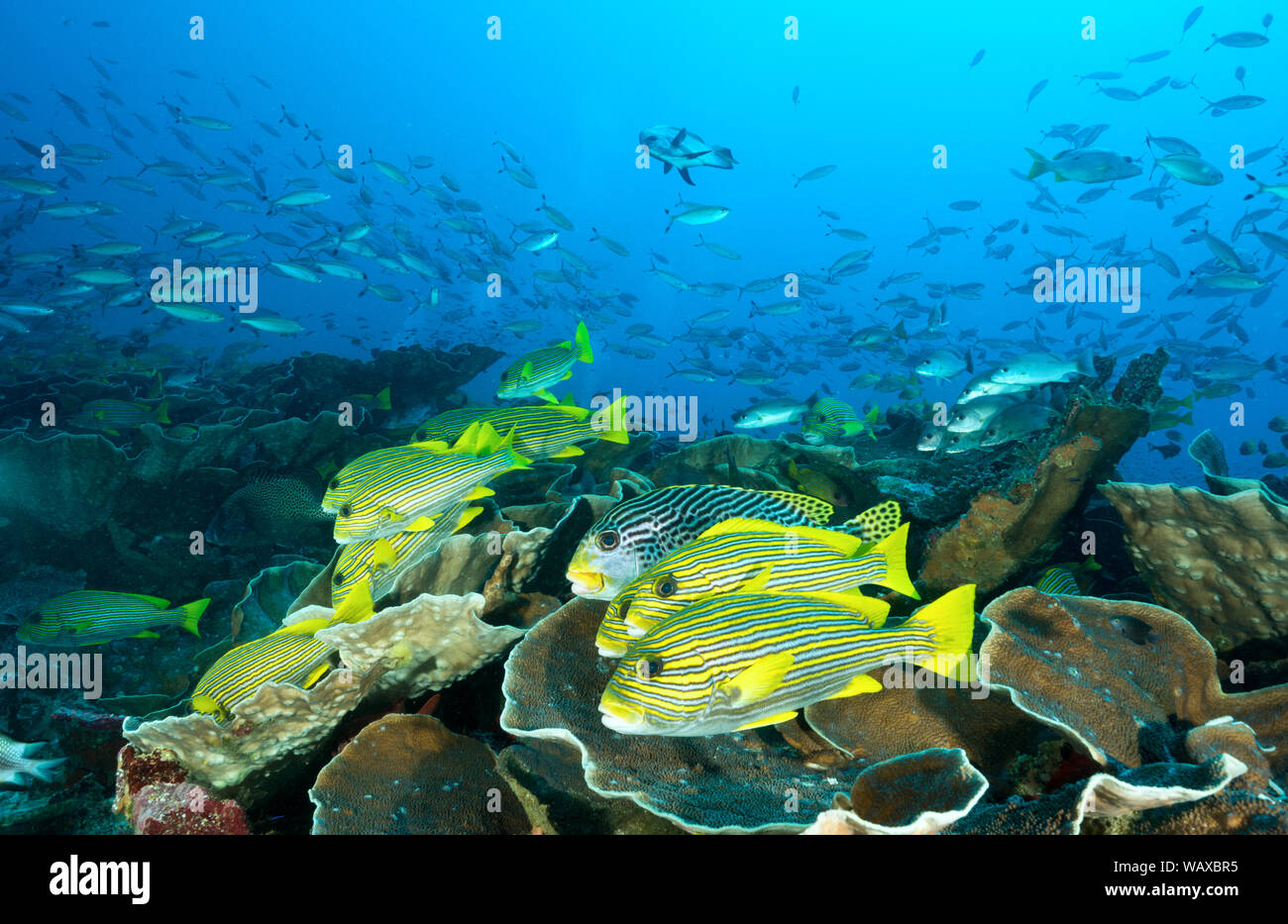Foliose coral hi-res stock photography and images - Alamy