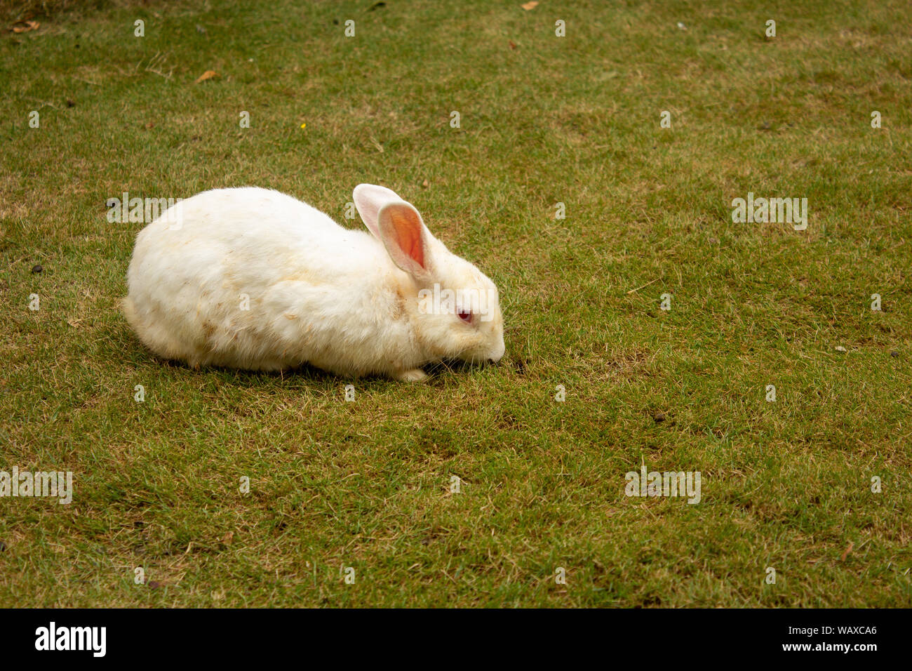 White Rabbit Family High Resolution Stock Photography and Images - Alamy