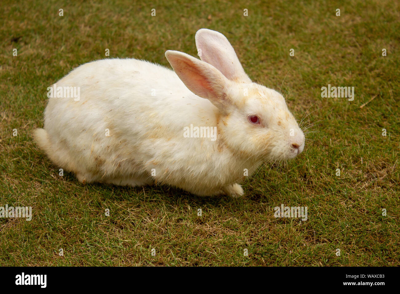 White rabbit family hi-res stock photography and images - Alamy