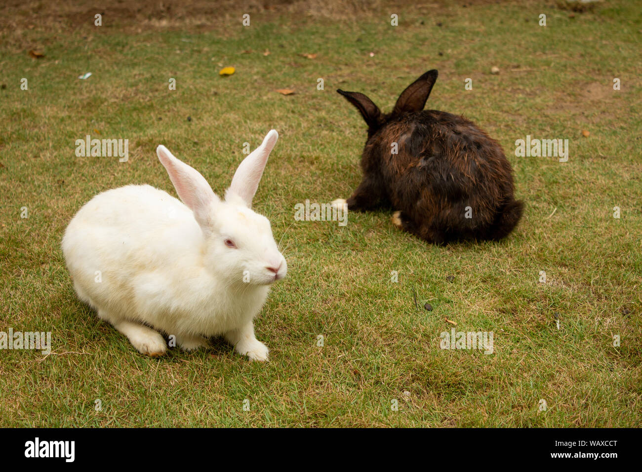 Bunnies playing in a lawn Stock Photo - Alamy