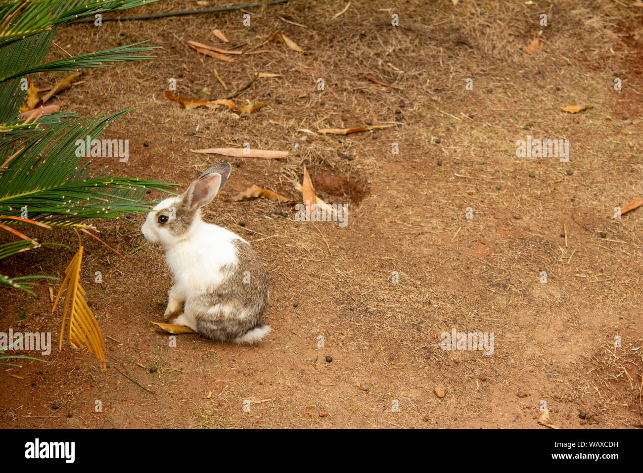 Rabbit feed hi-res stock photography and images - Alamy