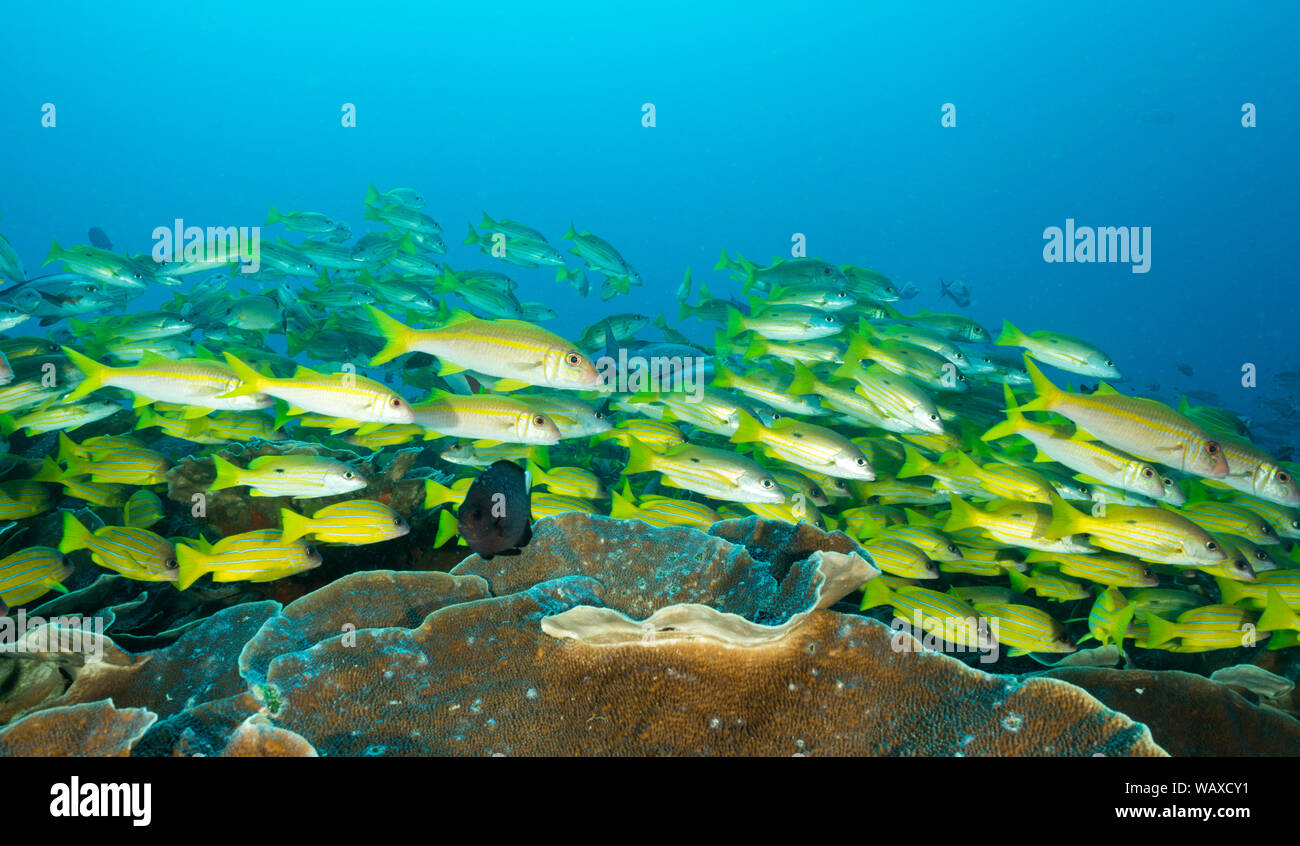 Black spot snappers, Lutjanus ehrenbergii, and yellowfin goatfishes ...