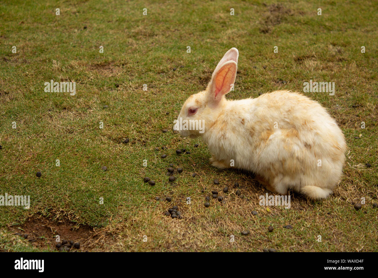 Domestic rabbit on lawn grass hi-res stock photography and images - Alamy