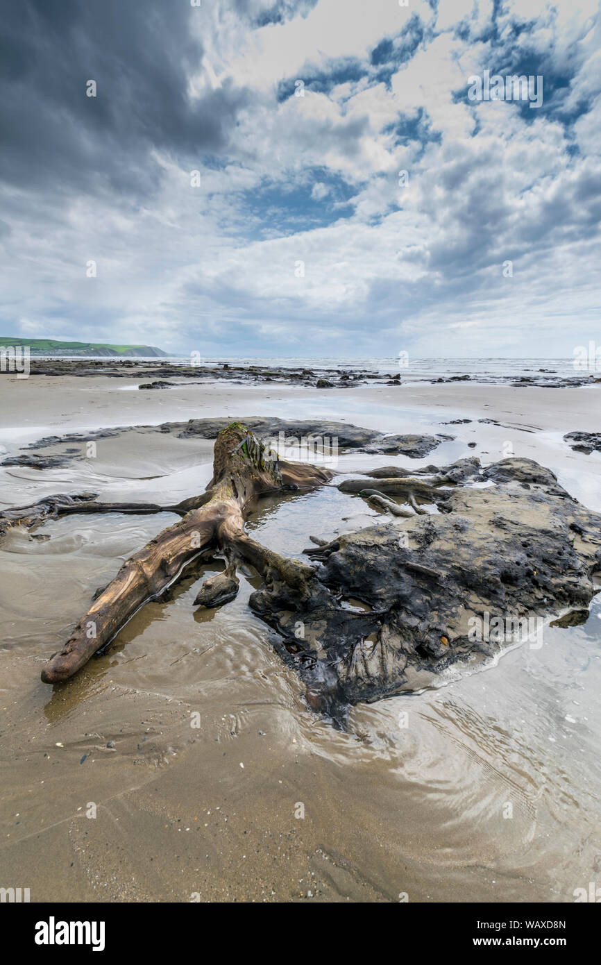 Borth beach on the Ceredigion coastal region of mid Wales showing the ...