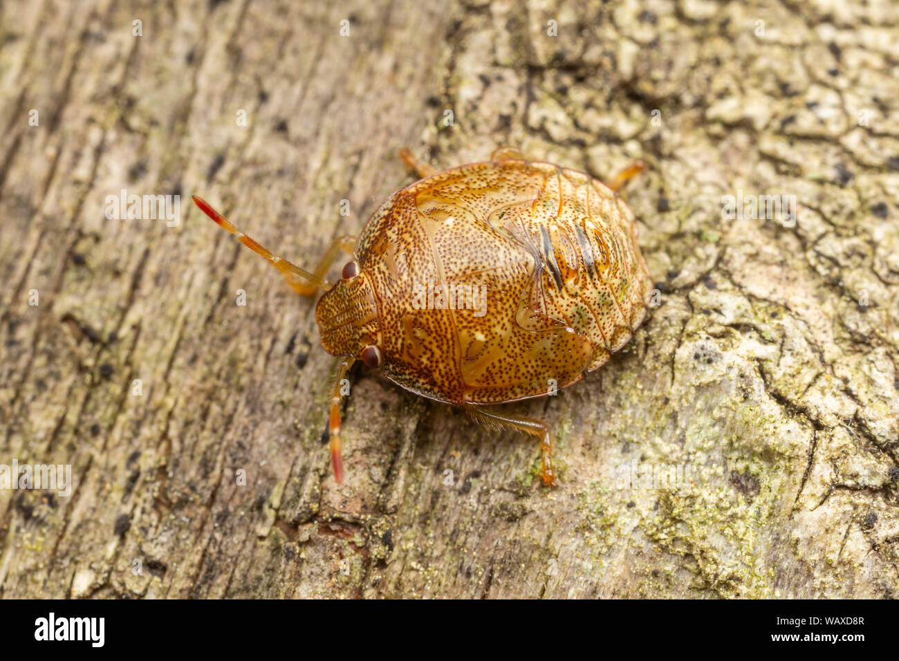 Stink bugs pentatomidae hi-res stock photography and images - Alamy