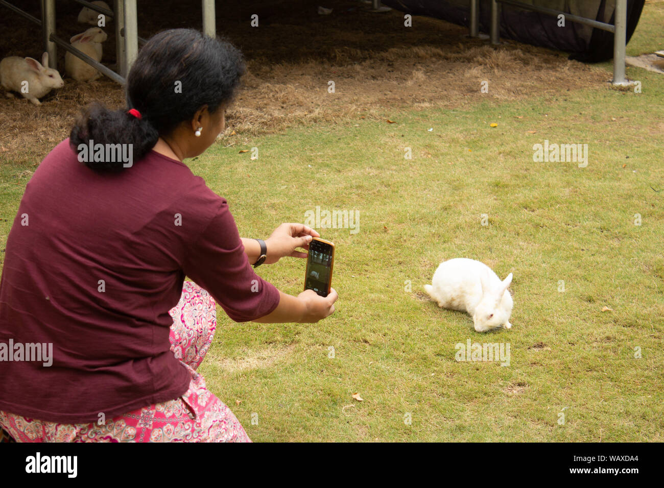 Female young rabbit hi-res stock photography and images - Alamy