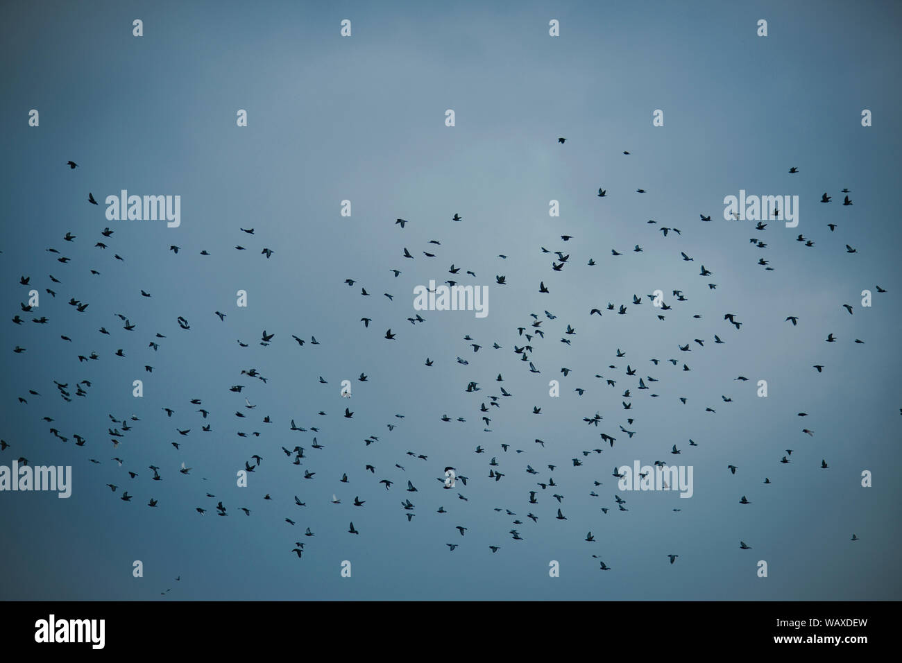 Black birds or crows in dark sky. Many small birds fly high in gloomy ...