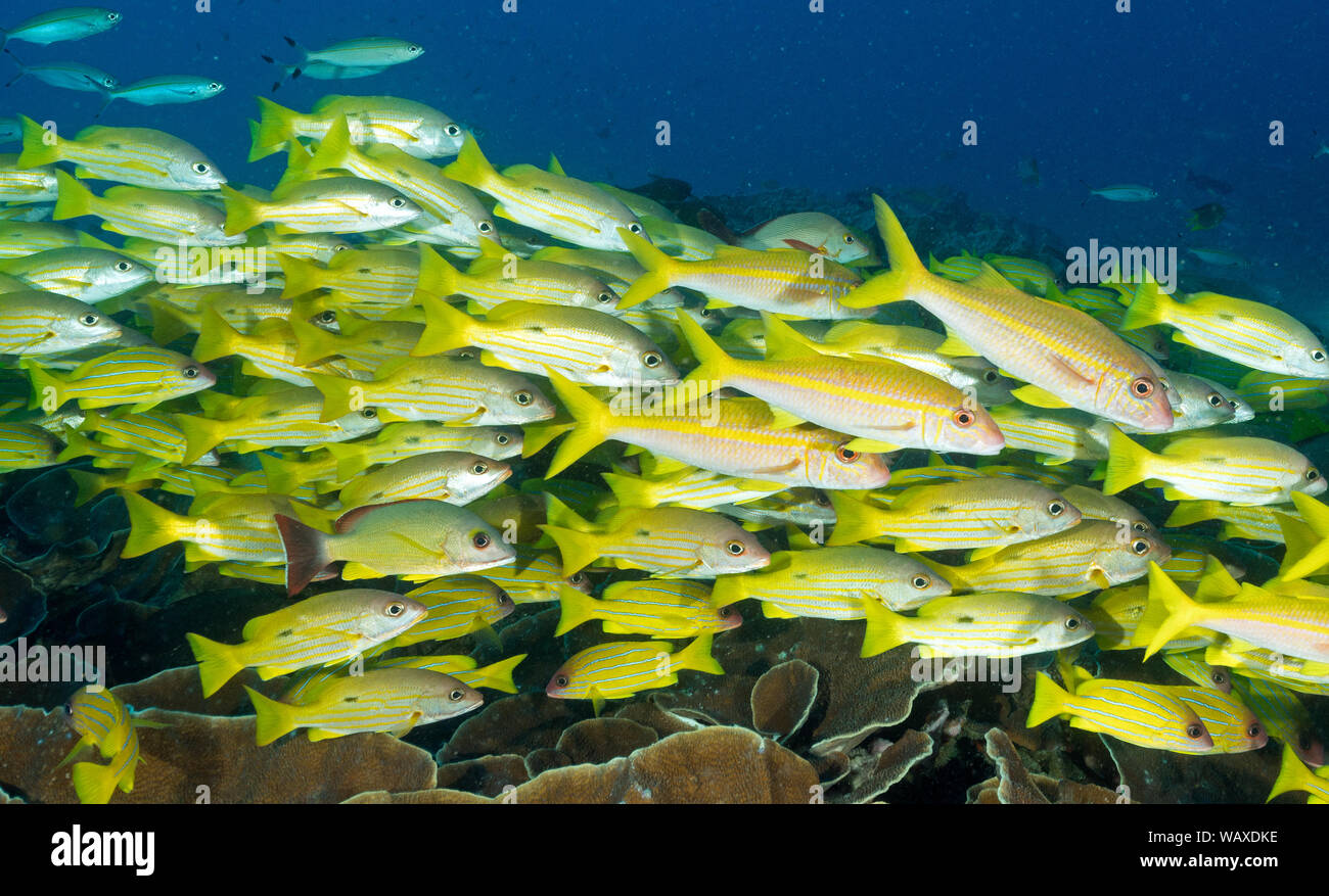 Black spot snappers, Lutjanus ehrenbergii, and yellowfin goatfishes ...