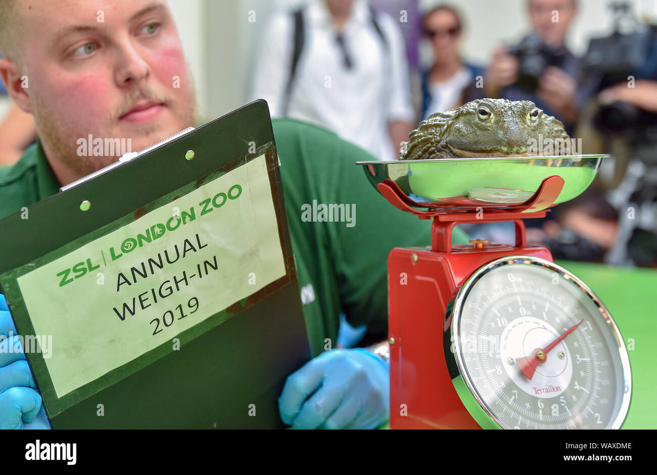 18 species in uk hi-res stock photography and images - Alamy