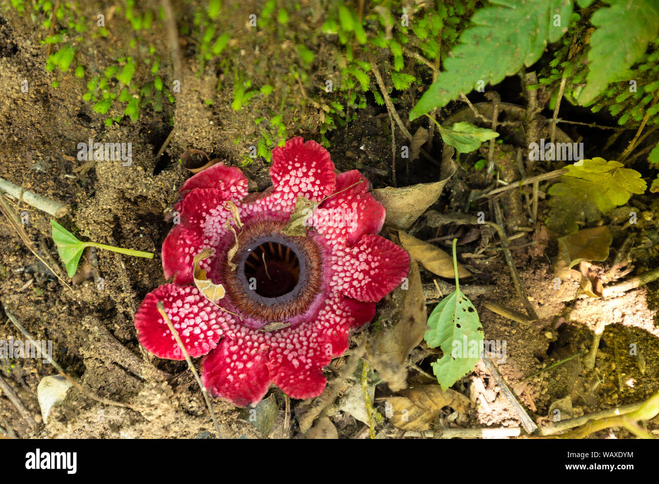 Wild Sapria Himalayana flowers in the jungle of Umphang, Thailand Stock ...