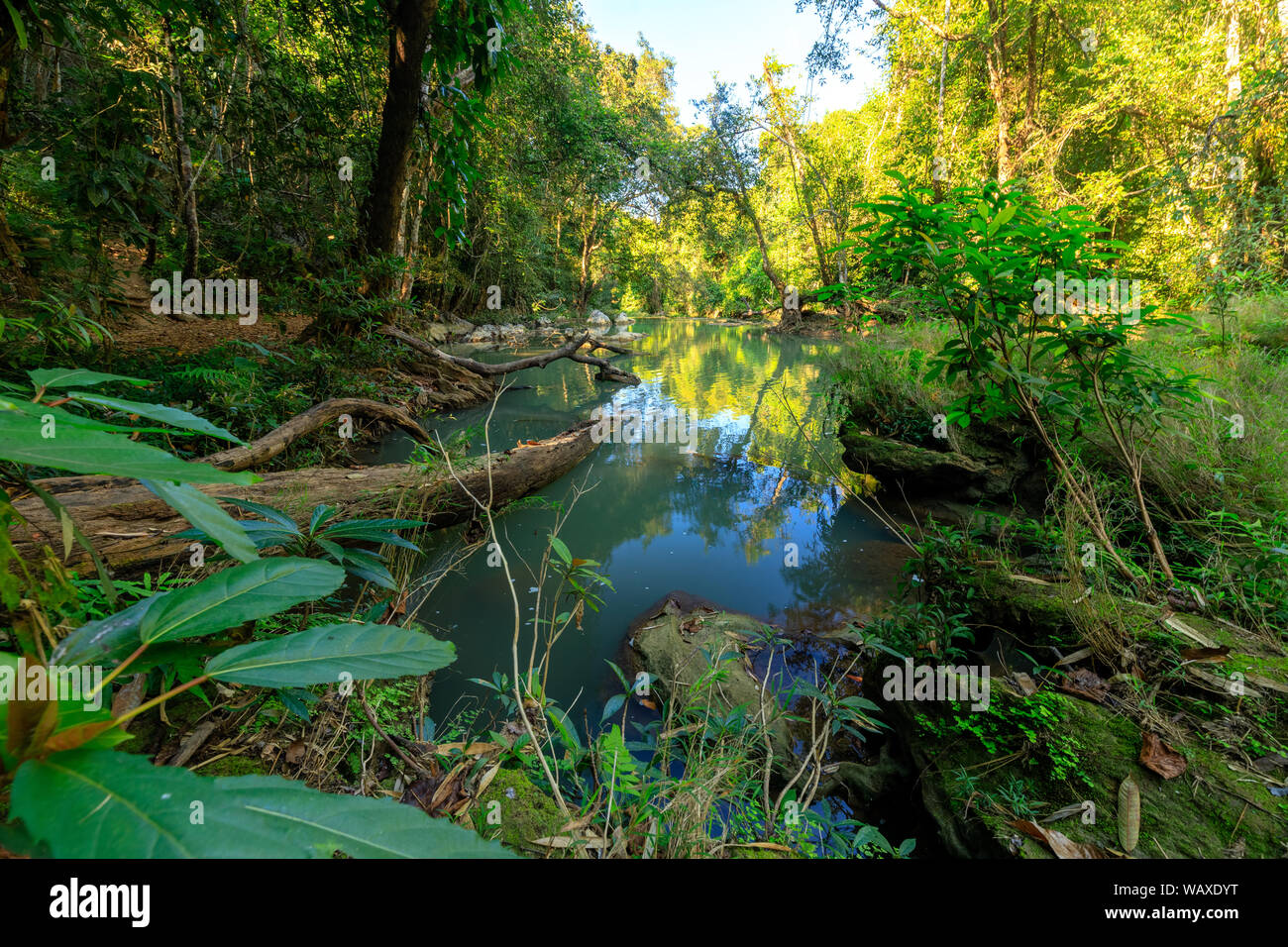 Tropical swamp at the Palatha waterfall in Umphang province, Thailand ...