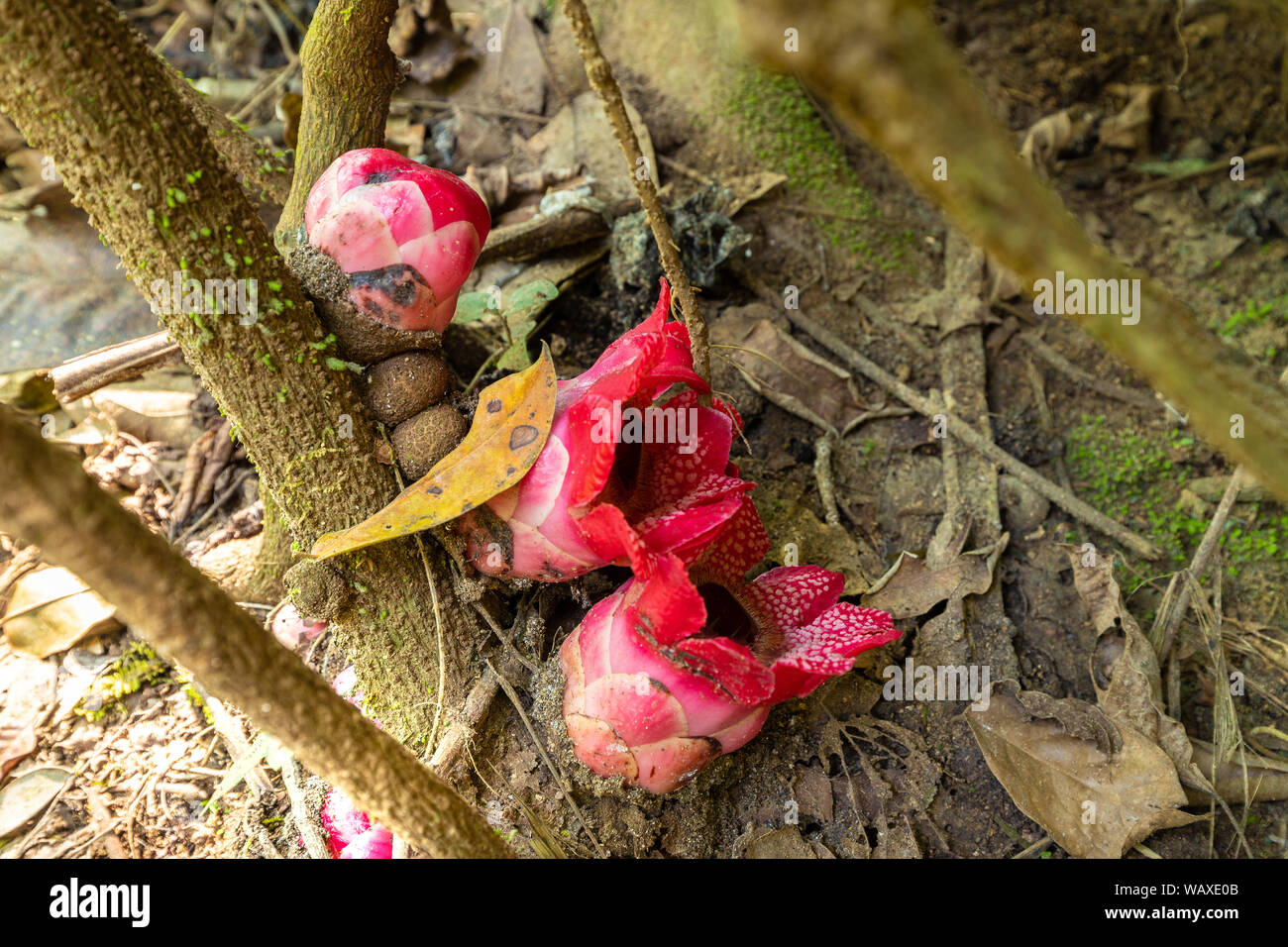 Wild Sapria Himalayana flowers in the jungle of Umphang, Thailand Stock ...