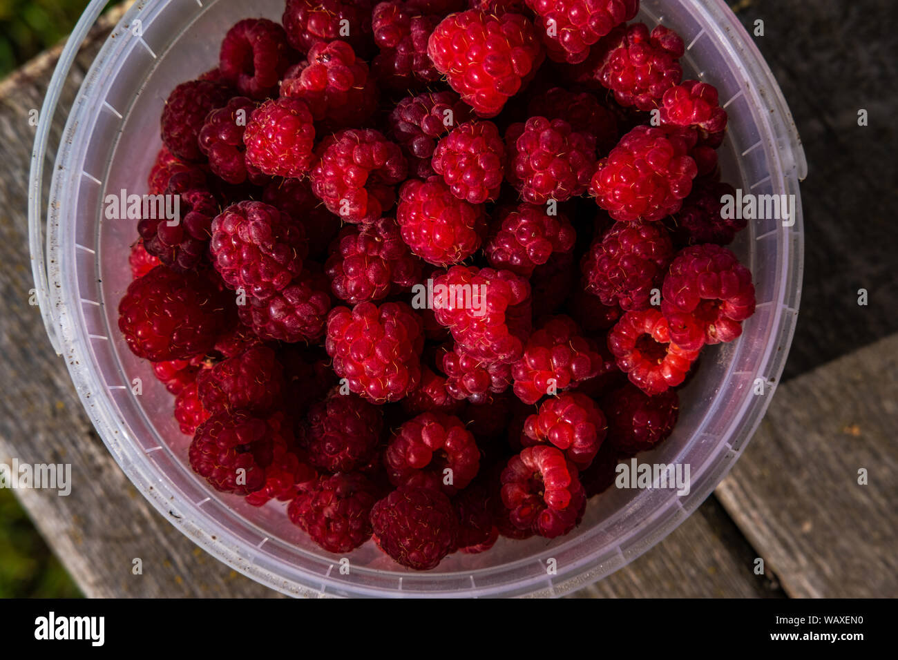 Container with fresh raspberry close up view. Summer berries harvest ...