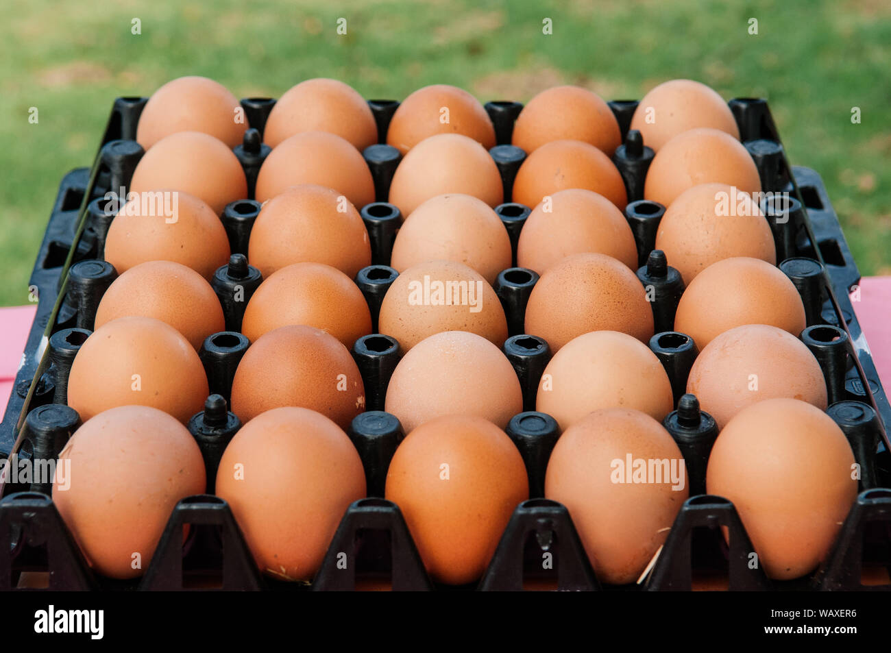 Brown Chicken eggs in black plastic box close up side view shot ...