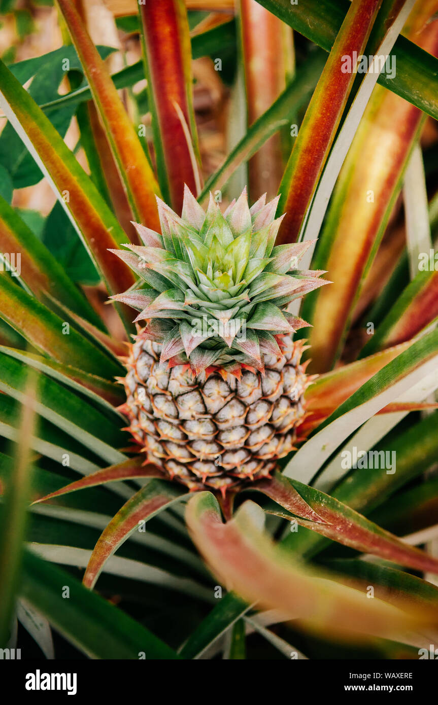 Fresh pineapple on its bush with lush green leaves background ...