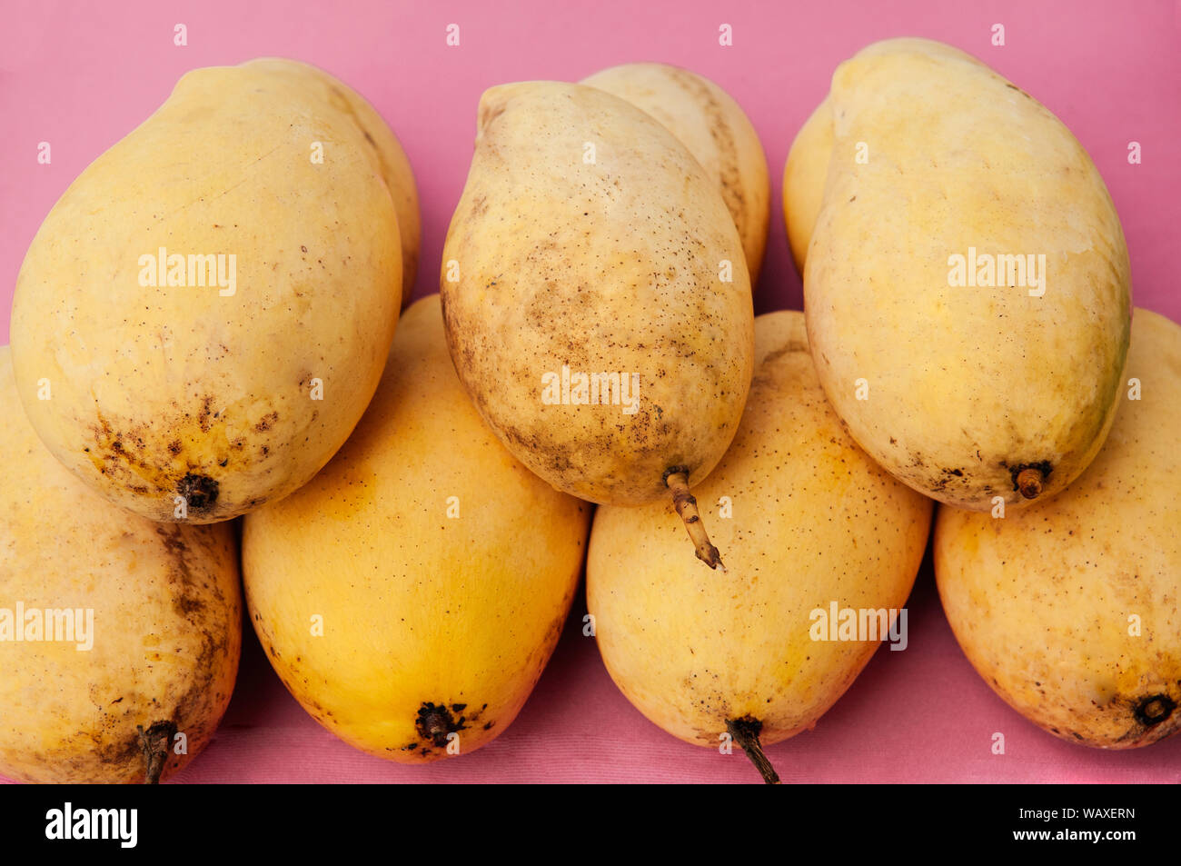 Pile of Thai tropical sweet yellow mangoes on bright pink table cloth ...