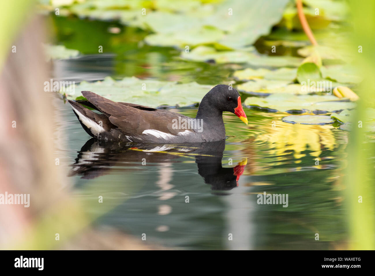 Common moorhen swimming gallinula hi-res stock photography and images ...