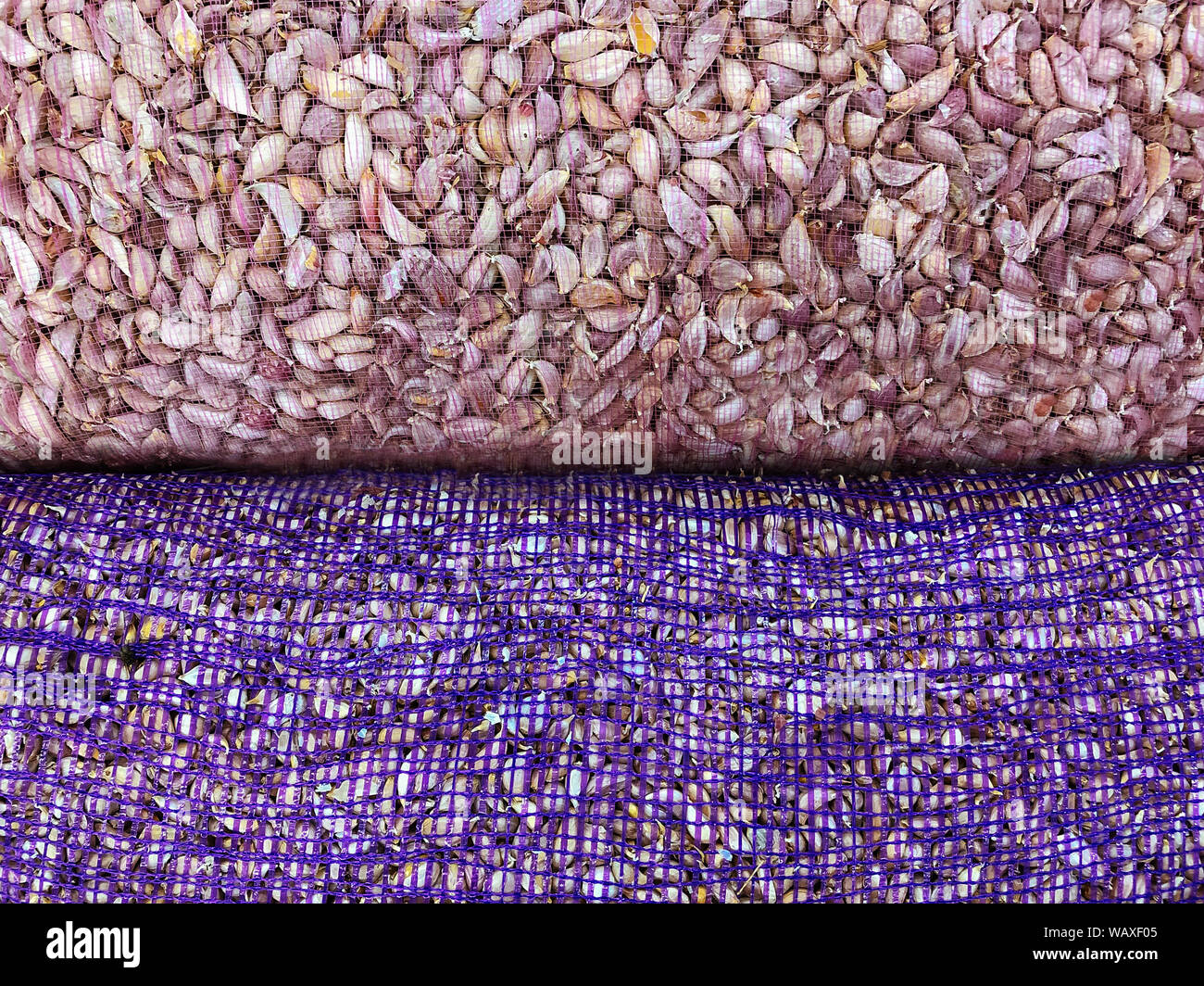 Pile of fresh Thai garlic in colourful net mesh bags for wholesale ...