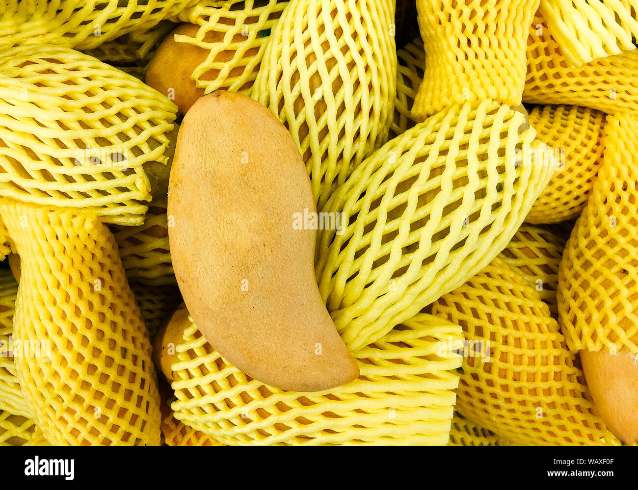 Thai exotic ripe yellow fresh tropical mango on pile of mangoes in foam ...