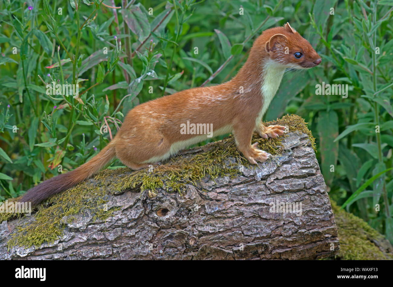 STOAT Mustela Erminea Surrey Captive Stock Photo - Alamy
