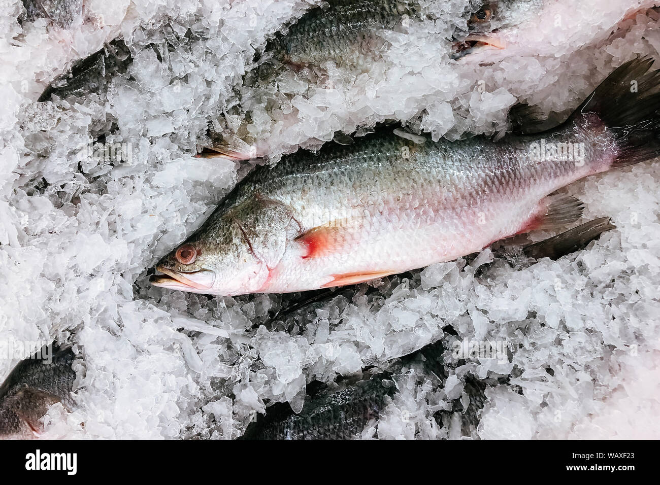 Close up raw Fresh Asian silver sea bass fish on cold ice in fresh ...