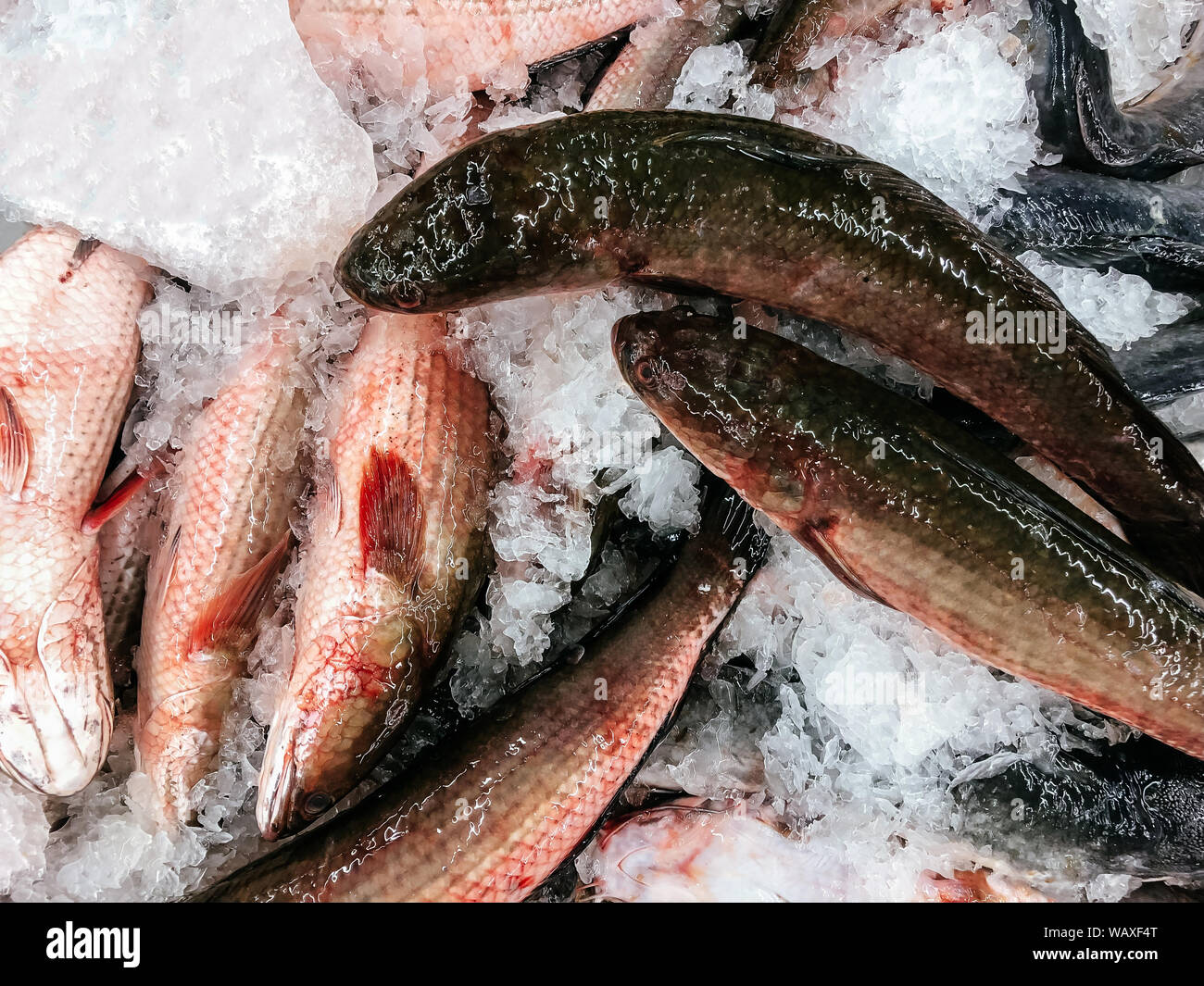 Close up raw Asian fresh water Snakehead fish on cold ice in fresh ...