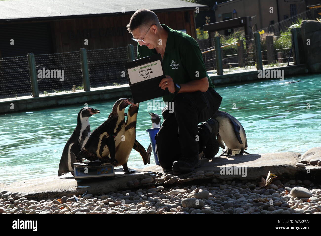 Annual weigh - in records animals vital statistics at ZSL London Zoo 22 ...