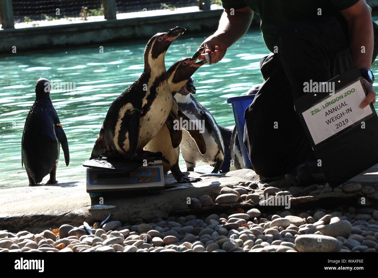 Annual weigh - in records animals vital statistics at ZSL London Zoo 22 ...