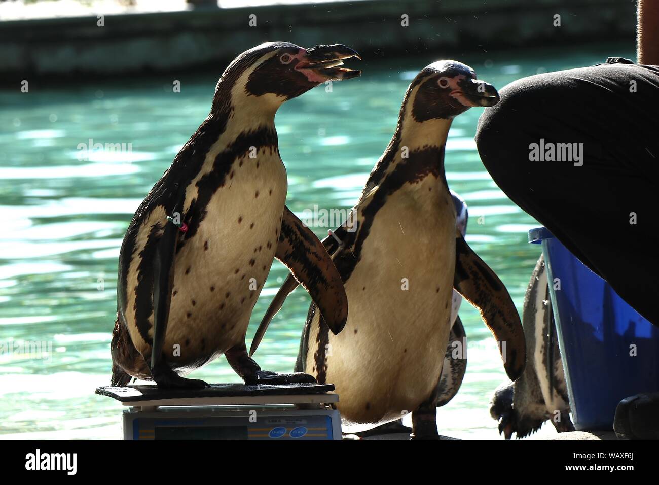 Annual weigh - in records animals vital statistics at ZSL London Zoo 22 ...