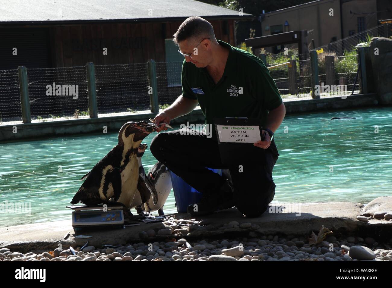 Annual weigh - in records animals vital statistics at ZSL London Zoo 22 ...