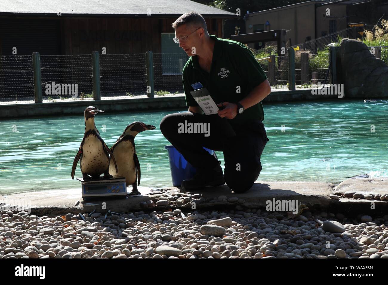 Zoo Animals In Central London High Resolution Stock Photography and ...