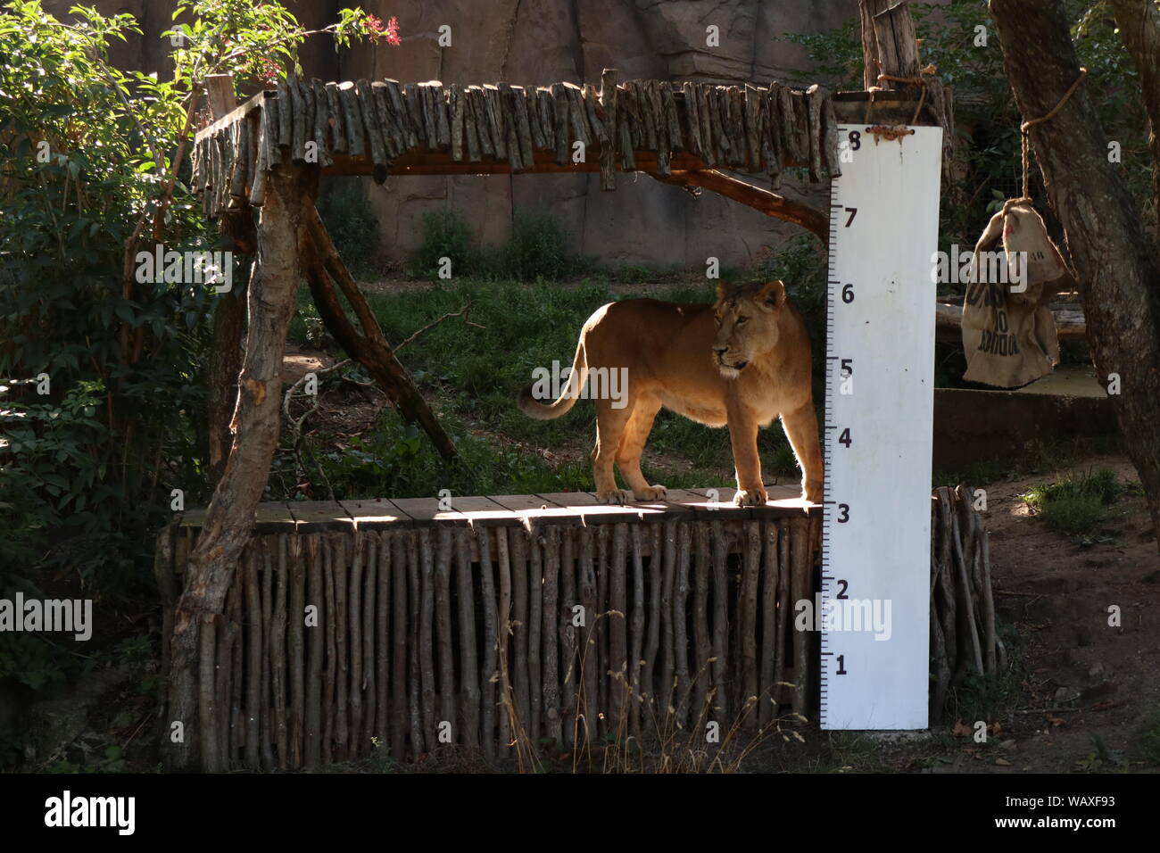 Annual weigh - in records animals vital statistics at ZSL London Zoo 22 ...