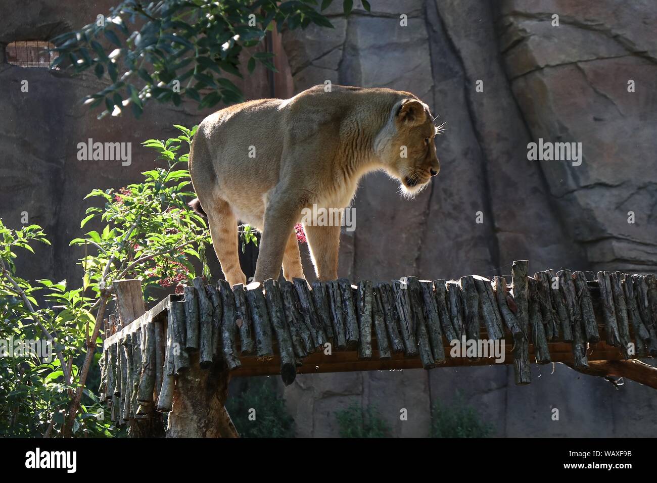 Annual weigh - in records animals vital statistics at ZSL London Zoo 22 ...
