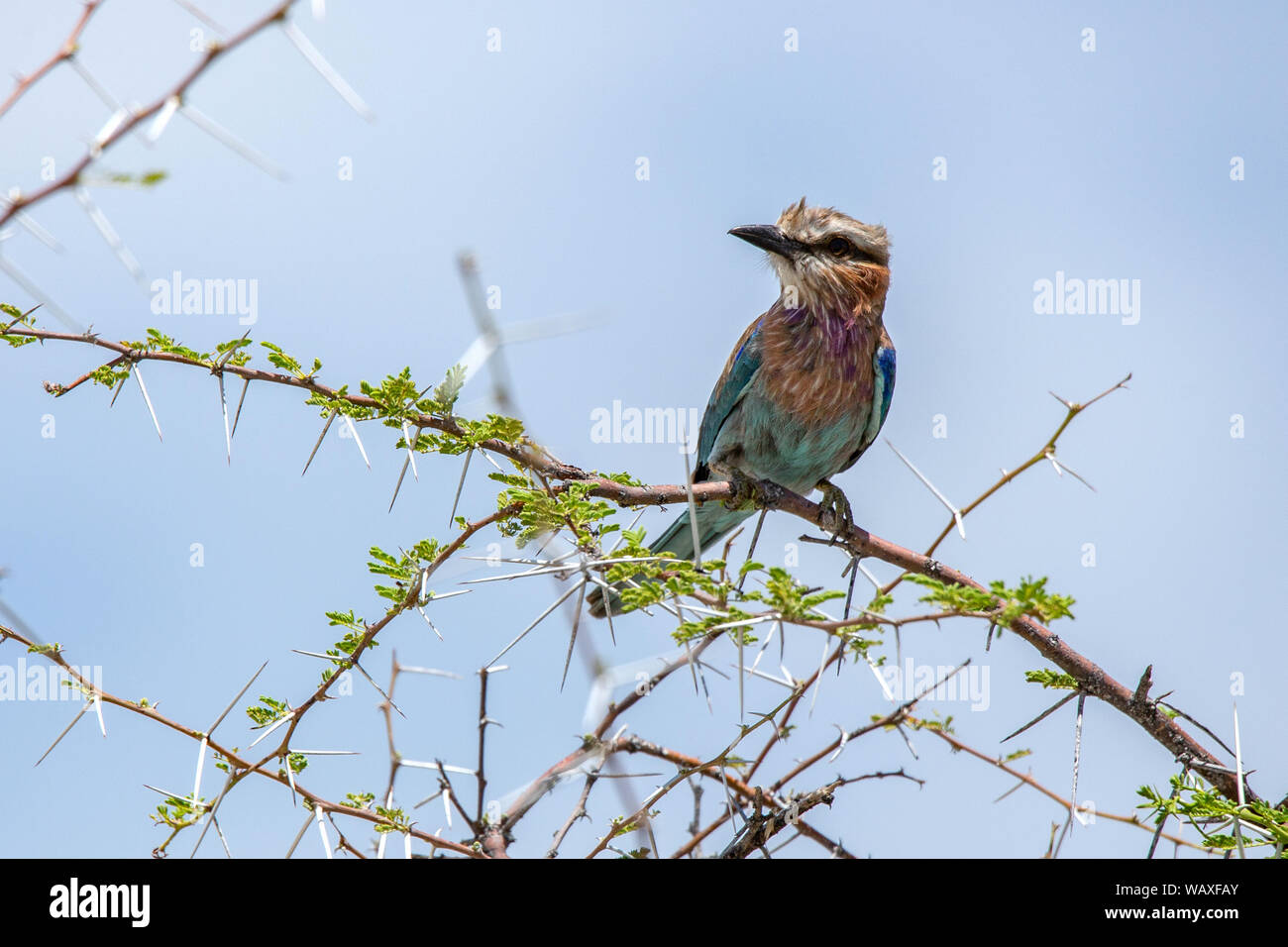 European roller bird hi-res stock photography and images - Alamy