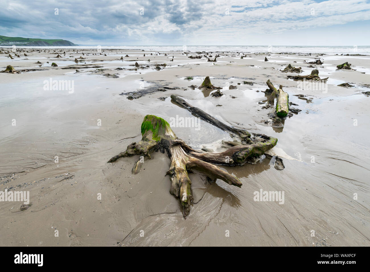 Borth beach on the Ceredigion coastal region of mid Wales showing the ...
